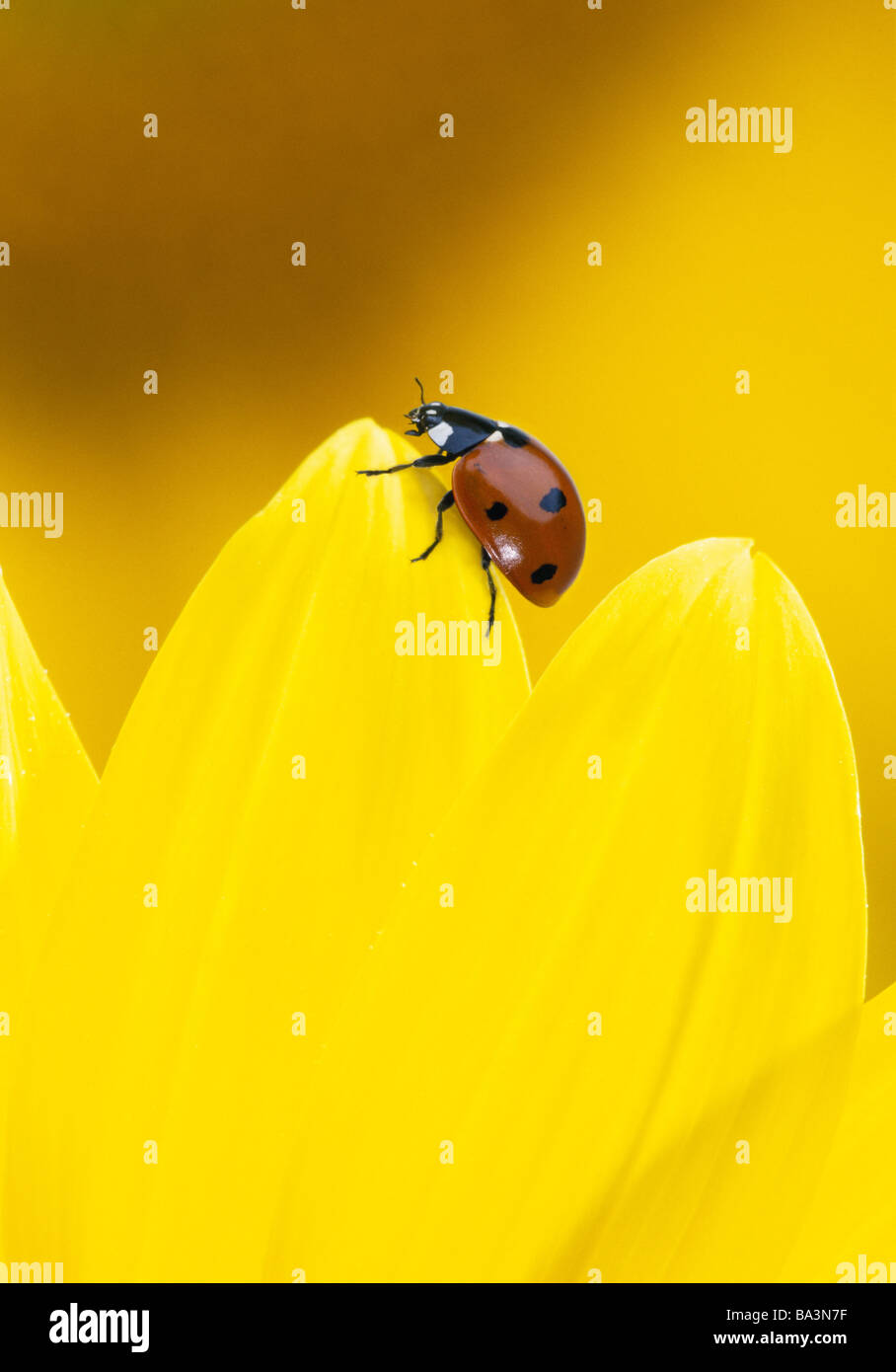 Seven petals hi-res stock photography and images - Alamy