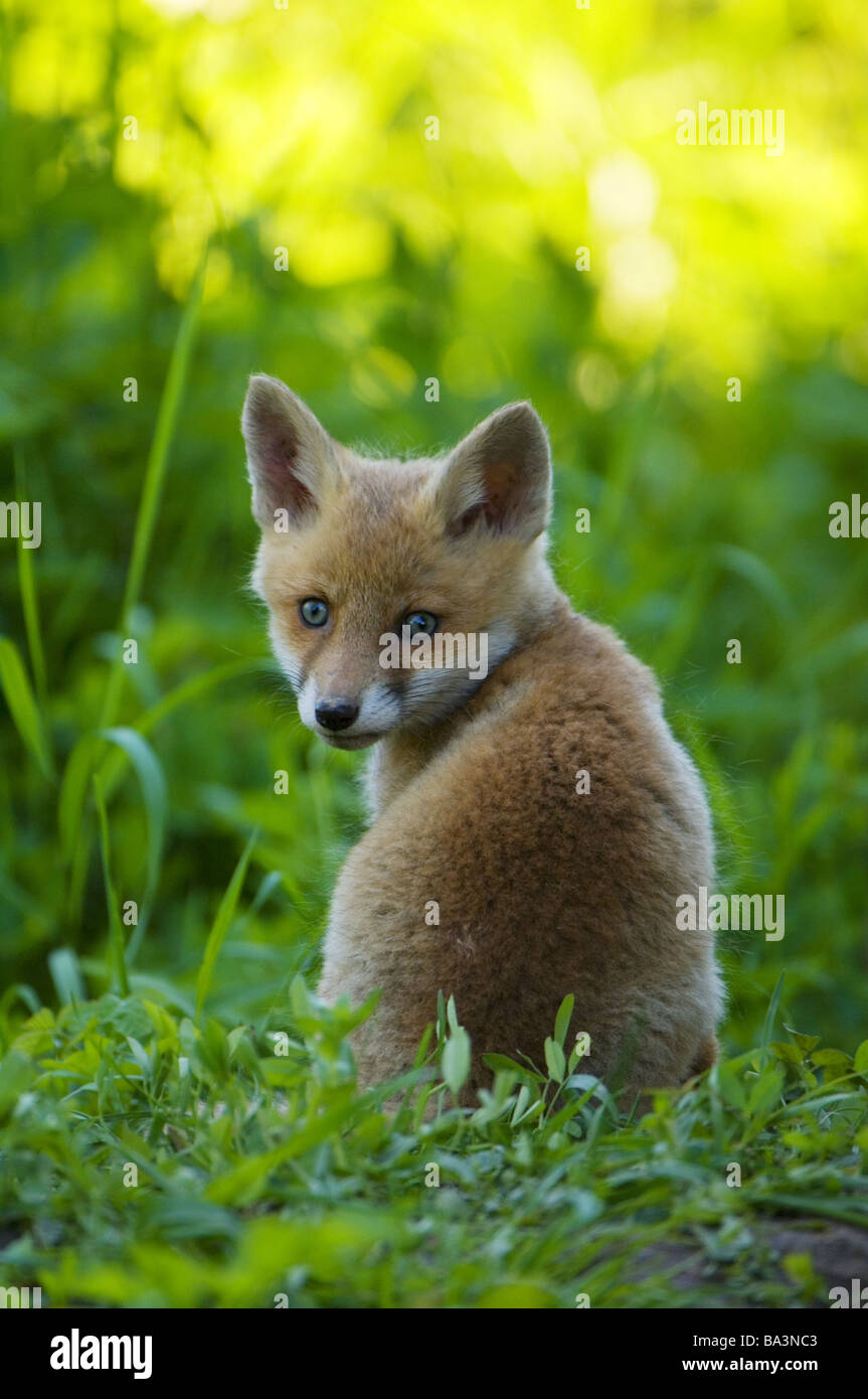 Observation fox hi-res stock photography and images - Alamy