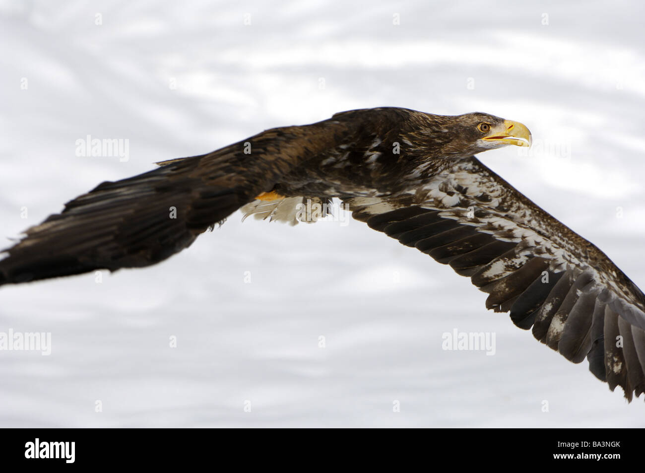 Truncated wings hi-res stock photography and images - Alamy