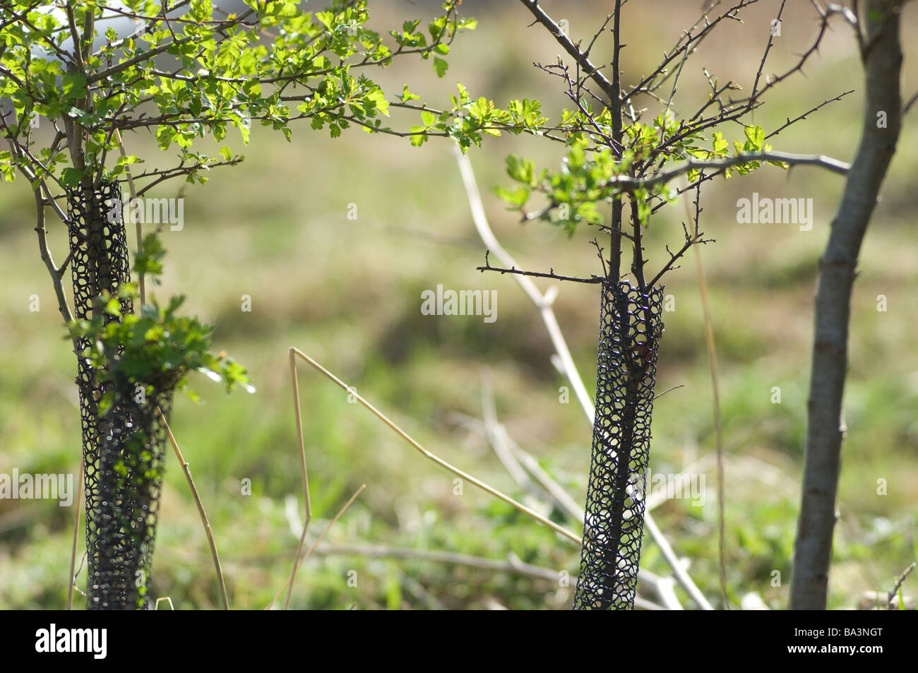 Hedging plants hi-res stock photography and images - Alamy