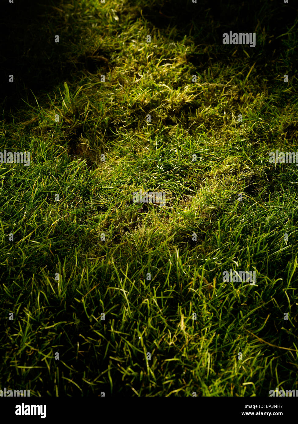 Night wild grass hi-res stock photography and images - Alamy