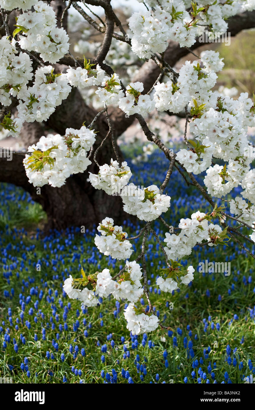 Prunus shirotae. Japanese cherry tree in blossom at RHS Wisley Gardens ...
