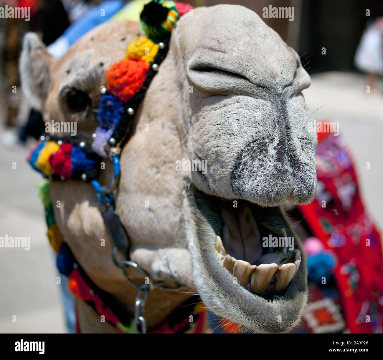 Camel teeth hi-res stock photography and images - Alamy