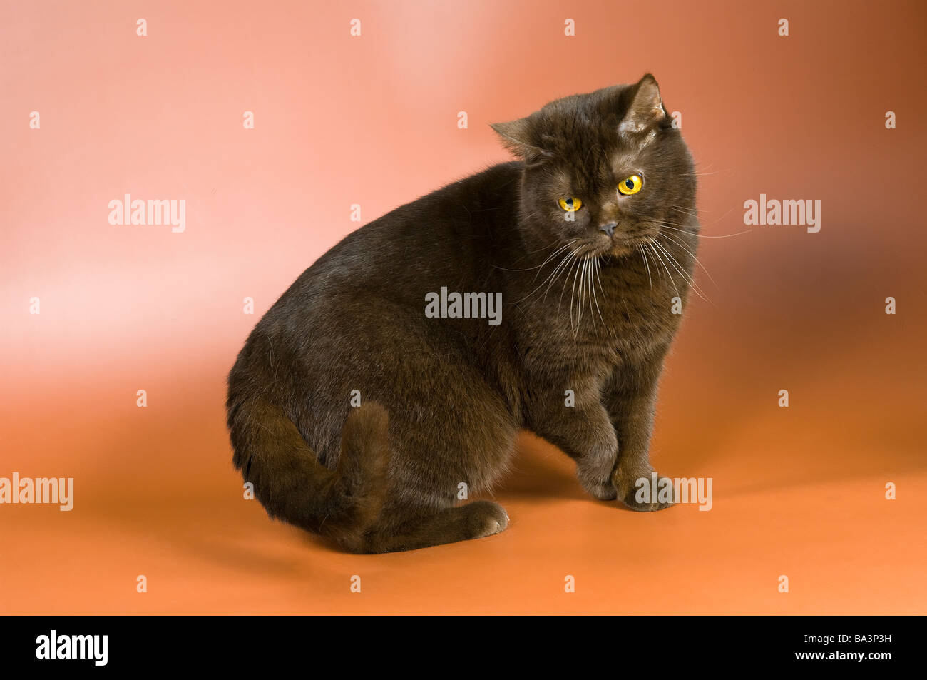 Cat in studio on a neutral background Stock Photo - Alamy