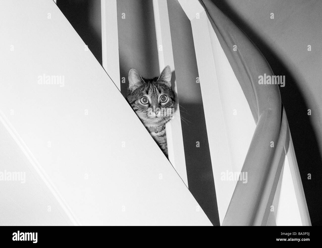 black and white photo, nature, animal world, domestic cat, Felis ...