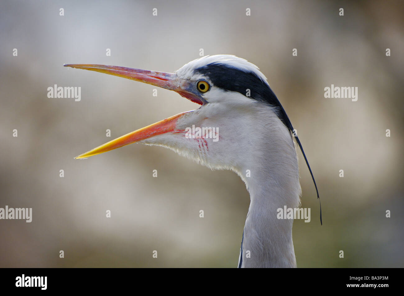 Vocal Matching High Resolution Stock Photography and Images - Alamy