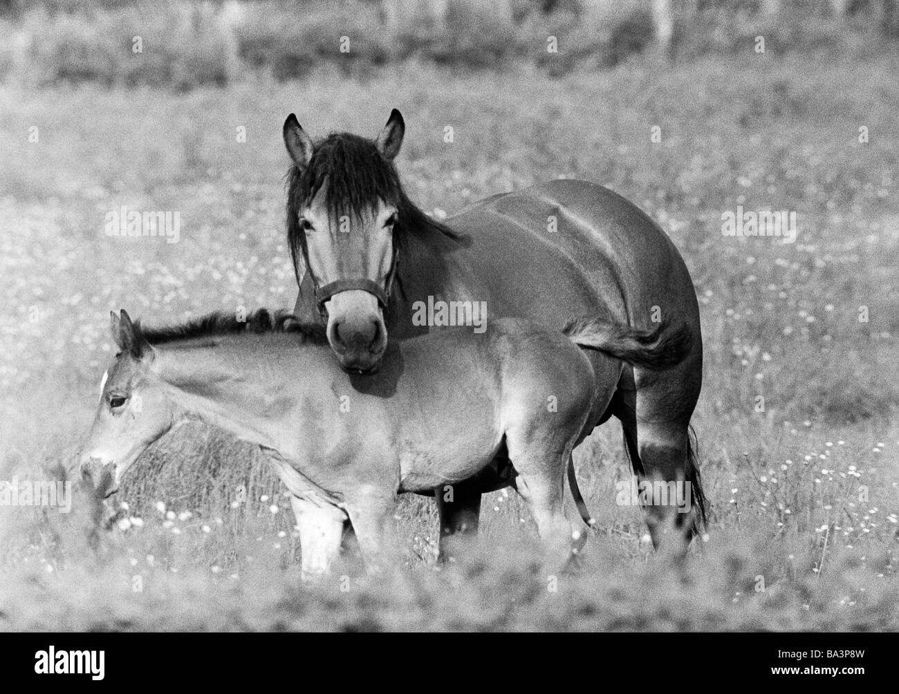 black and white photo, nature, animal world, horse with foal, Equus ...