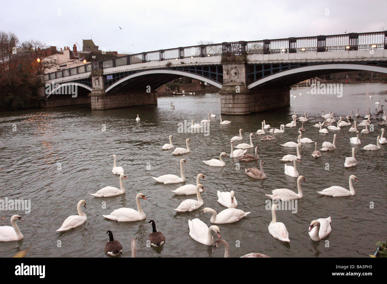 Windsor swans hi-res stock photography and images - Alamy