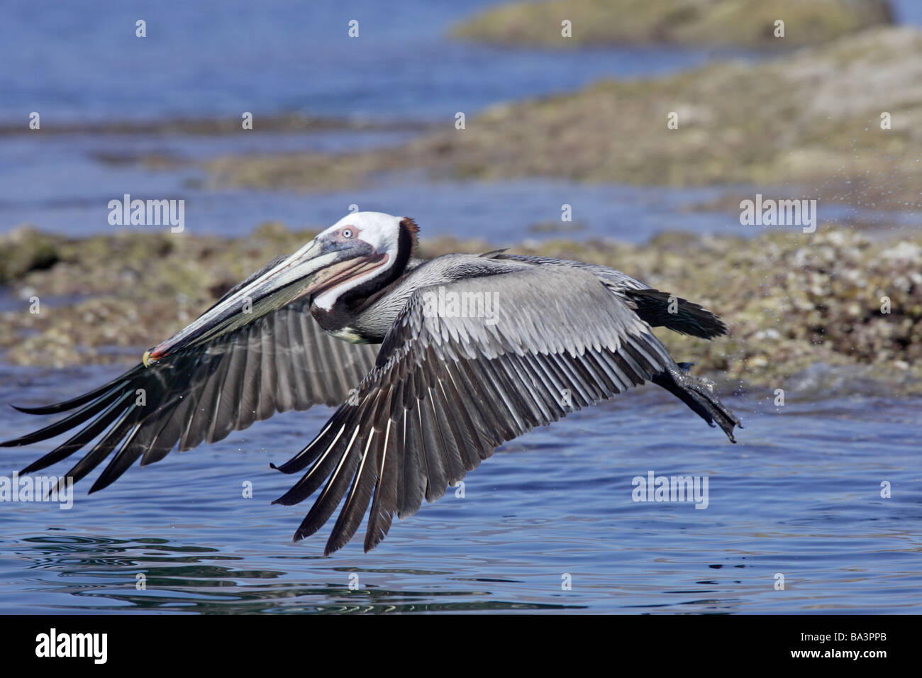 Brown Pelican in flight Stock Photo - Alamy