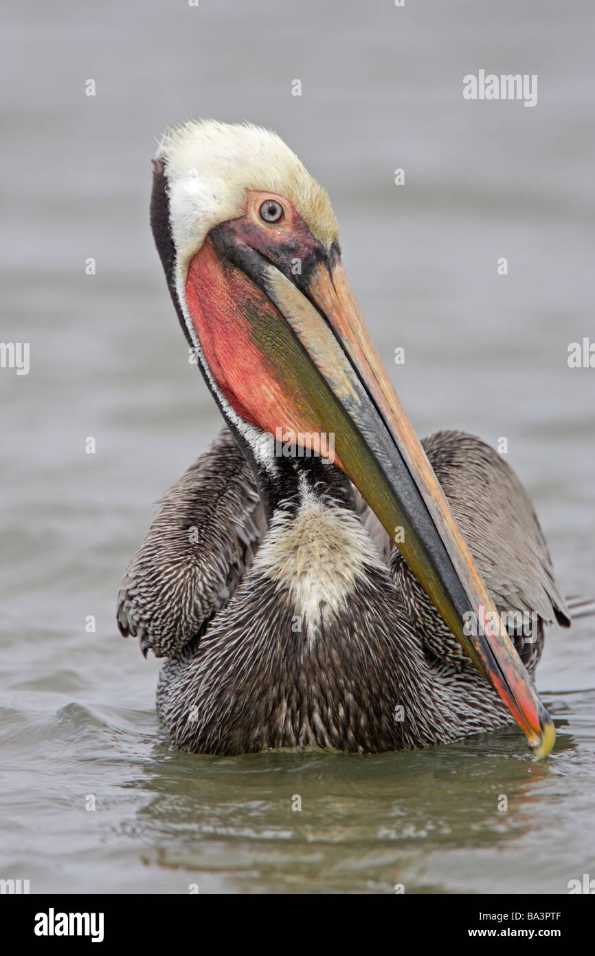 Brown pelican in breeding hi-res stock photography and images - Alamy