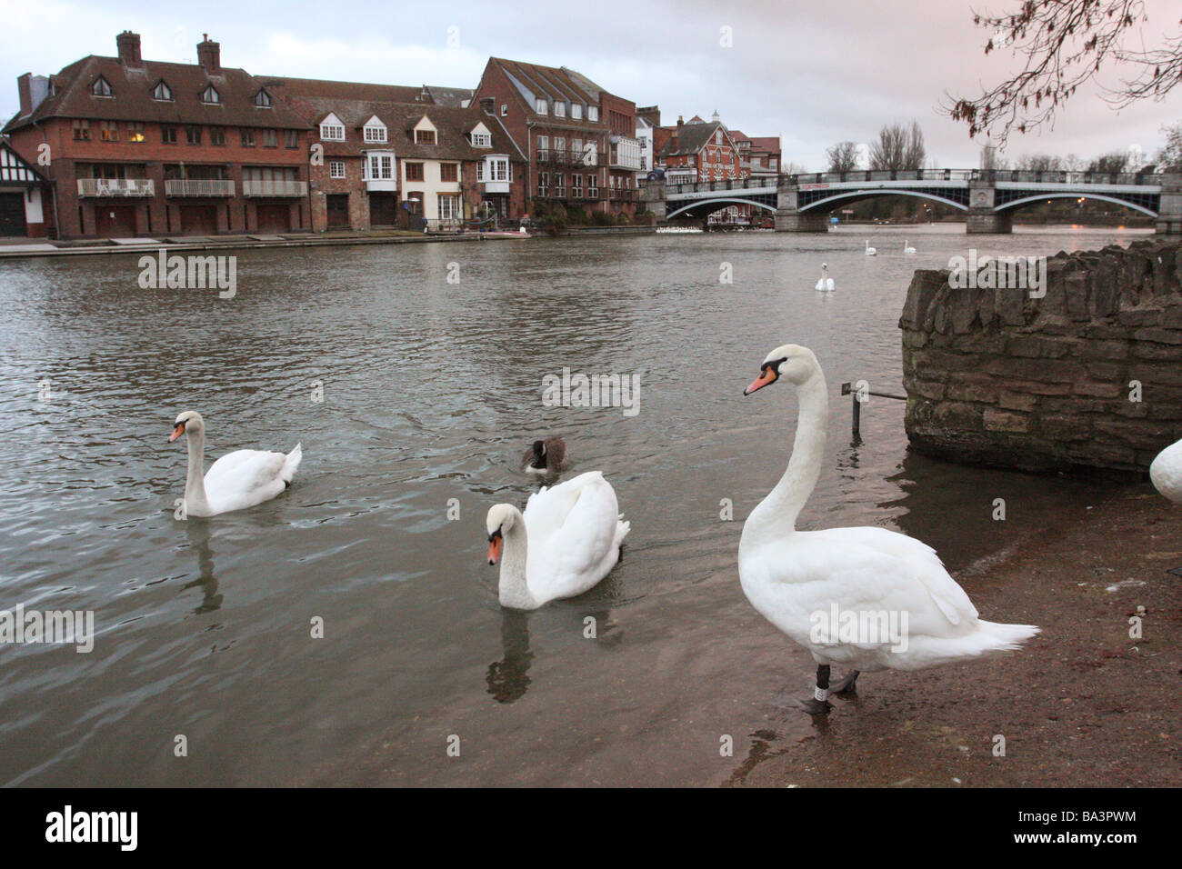 swans by the river thames in windsor Stock Photo - Alamy