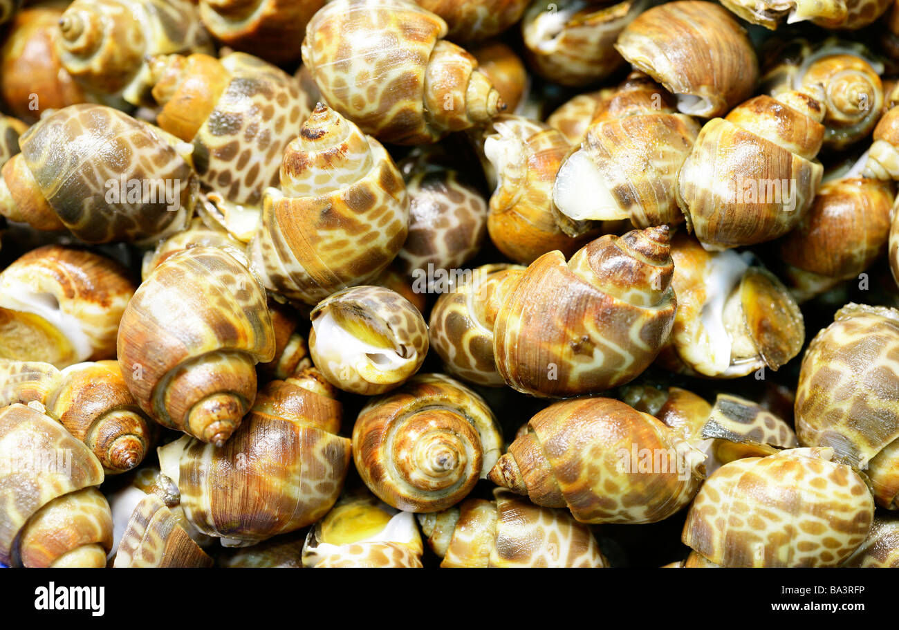 Escargot full frame Stock Photo - Alamy