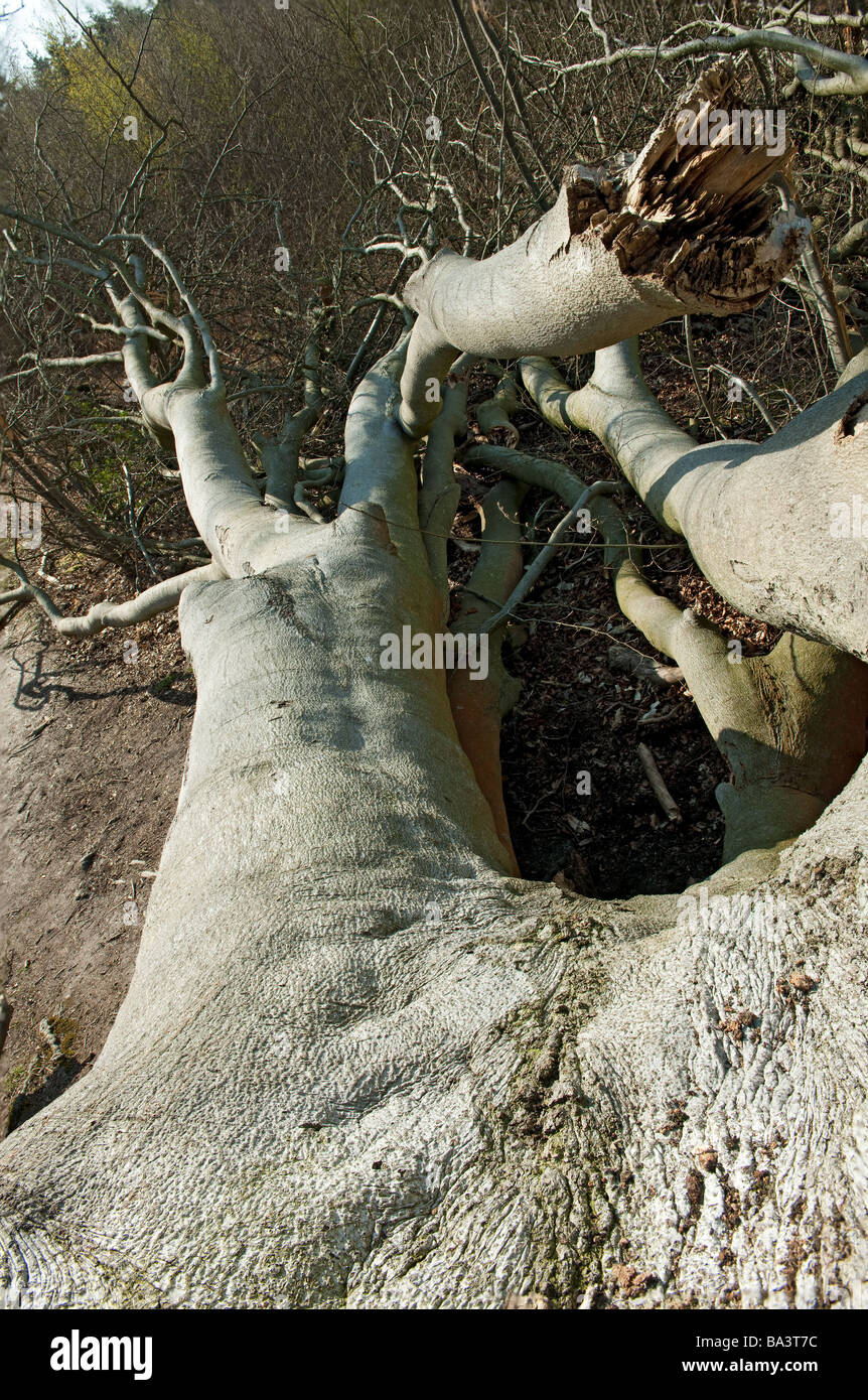 Rotten and fallen tree hi-res stock photography and images - Alamy