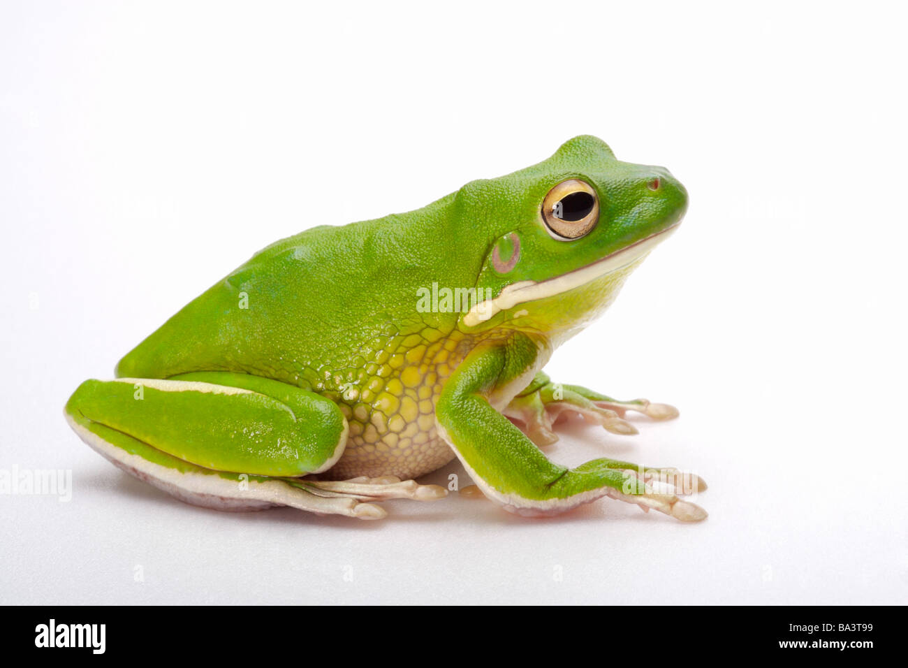Frog close up Stock Photo - Alamy