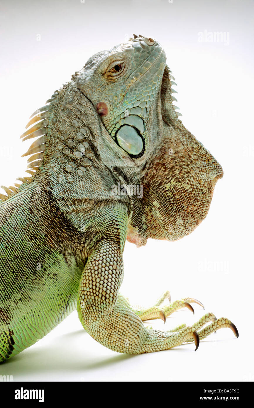 Lizard close up Stock Photo - Alamy
