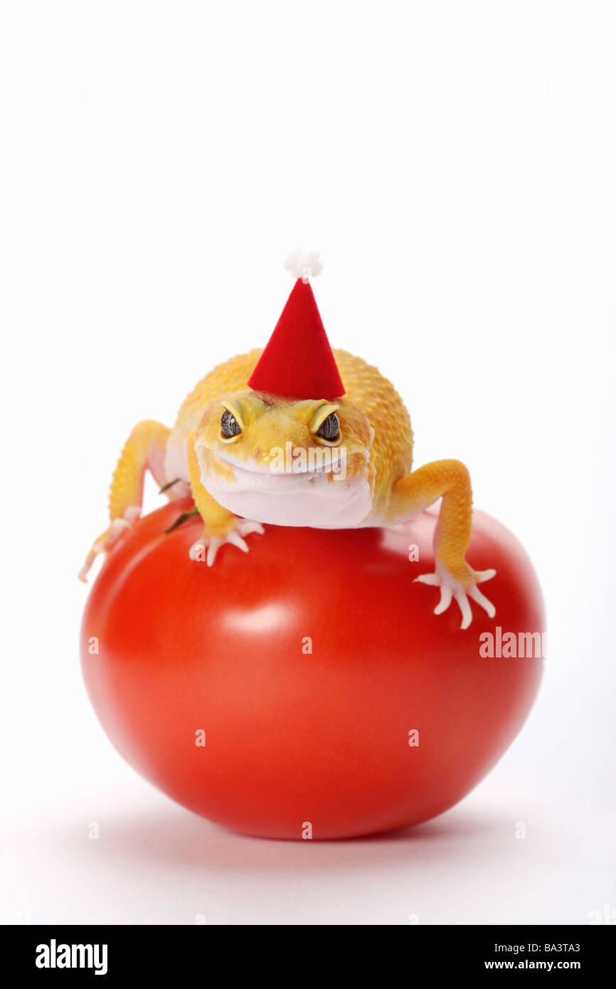 Leopard Gecko on tomato close up Stock Photo - Alamy