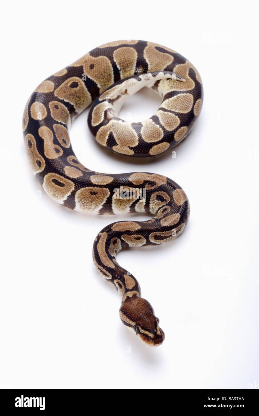Python against white background close up Stock Photo - Alamy