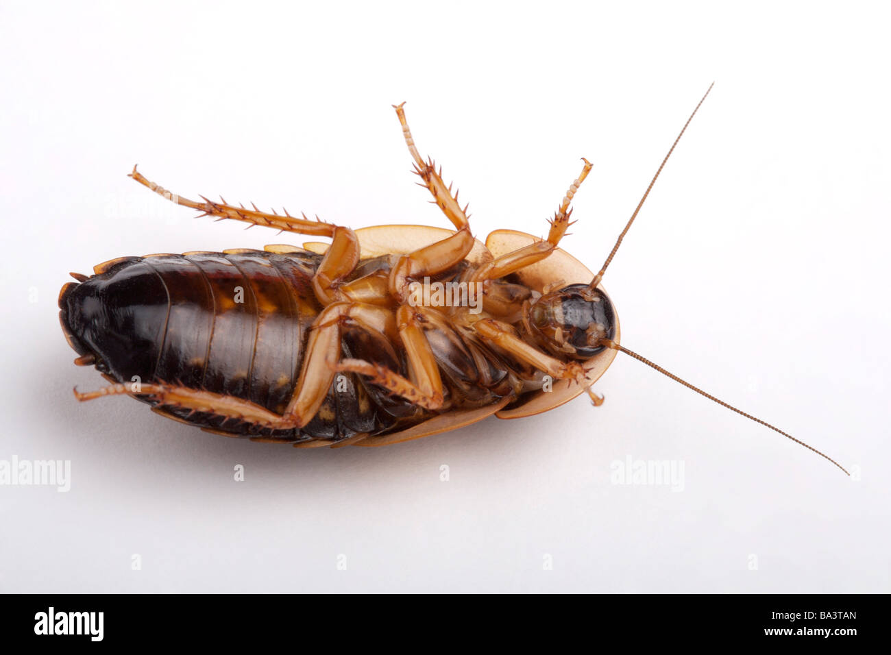 Cockroach Guyana Orange Spotted Roach upside down close up overhead ...