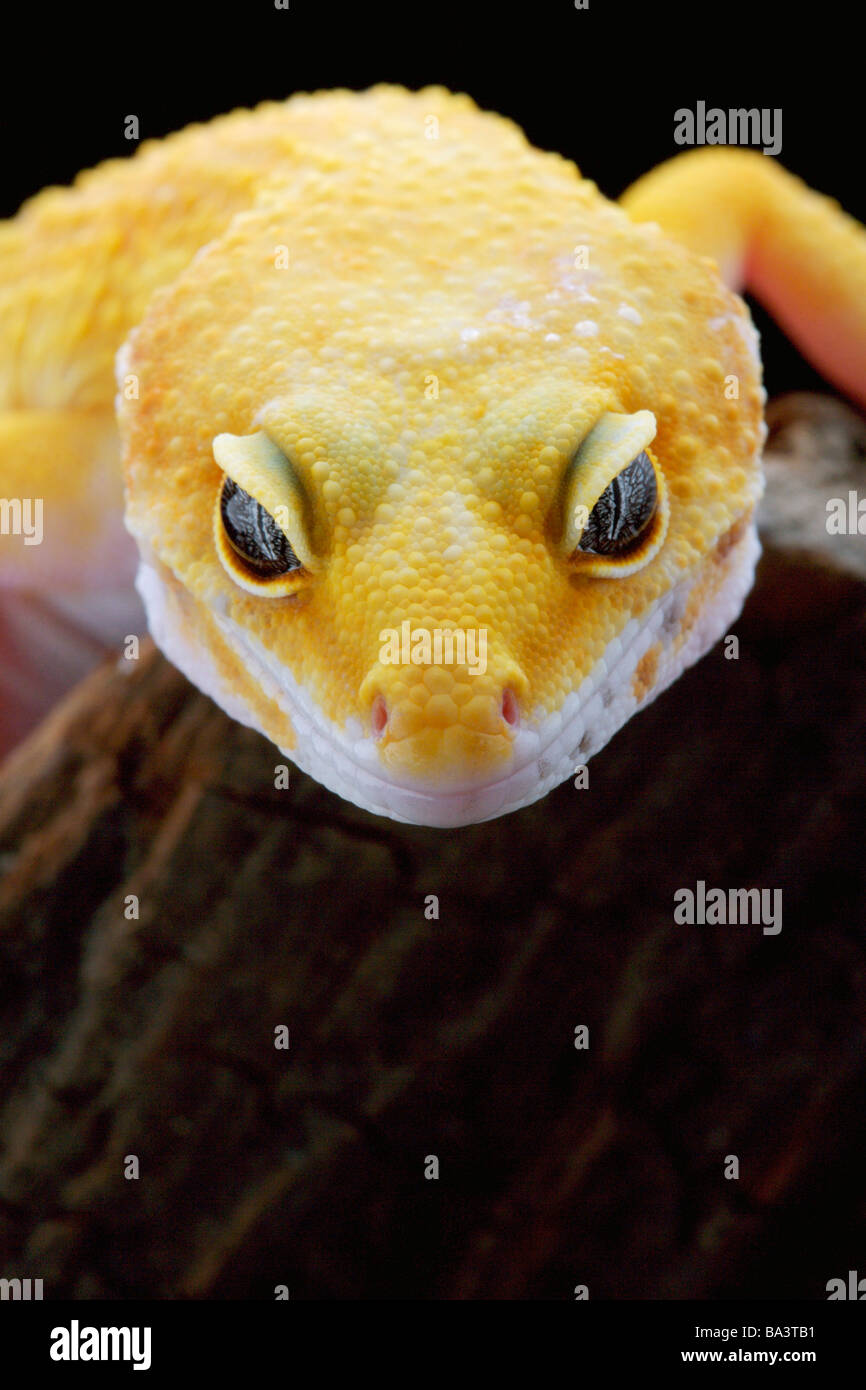 Bumpy gecko hi-res stock photography and images - Alamy