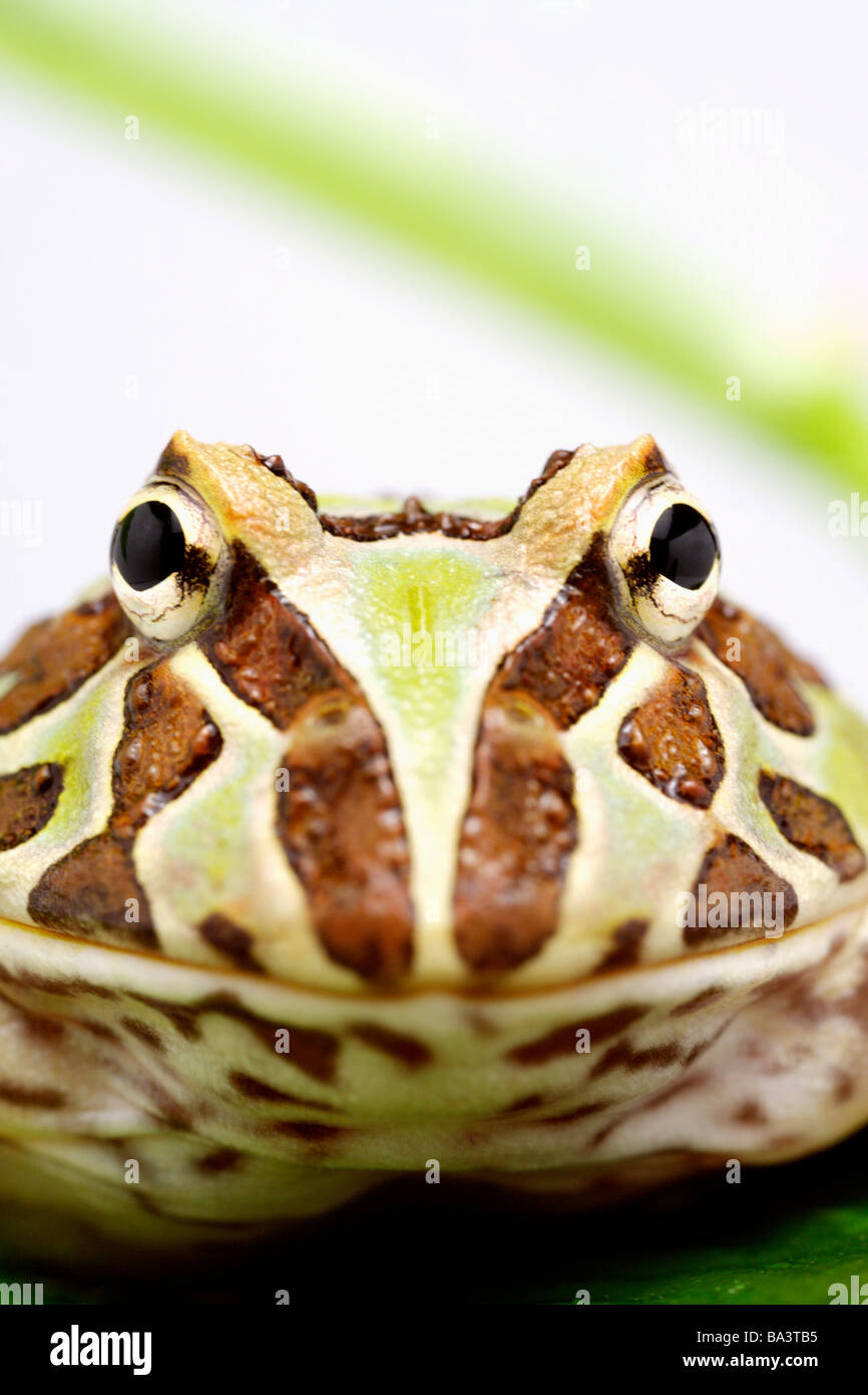Frog close up Stock Photo - Alamy