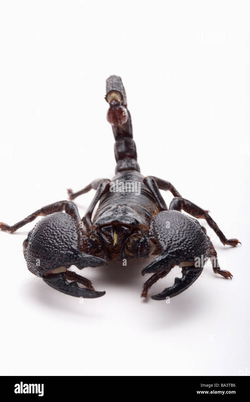 Emperor scorpion Pandinus imperator Stock Photo - Alamy