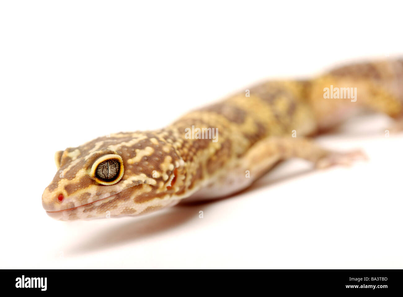 Leopard Gecko against white background close up Stock Photo - Alamy