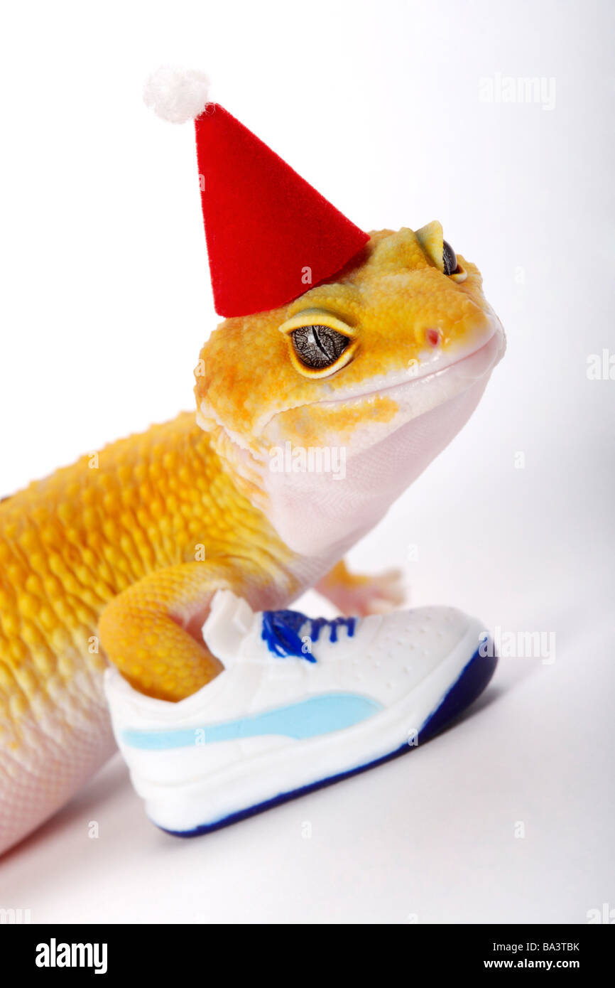 Leopard Gecko wearing party hat against white background close up Stock ...