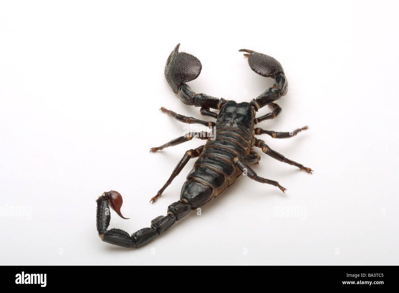 Pandinus imperator hi-res stock photography and images - Alamy