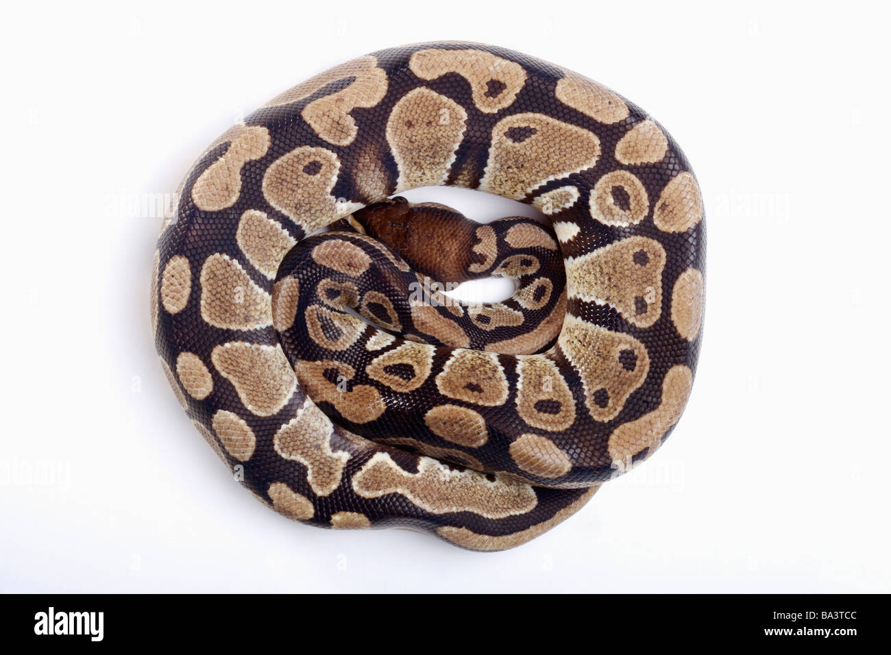 Python against white background close up Stock Photo - Alamy