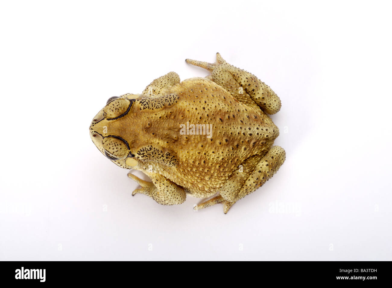 Toad Bufo Melanostictus against white background close up Stock Photo ...