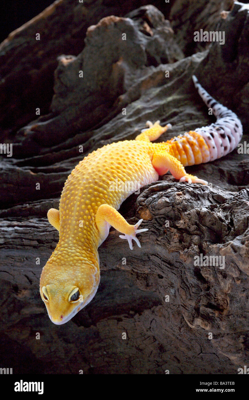 Leopard Gecko on rock close up Stock Photo - Alamy