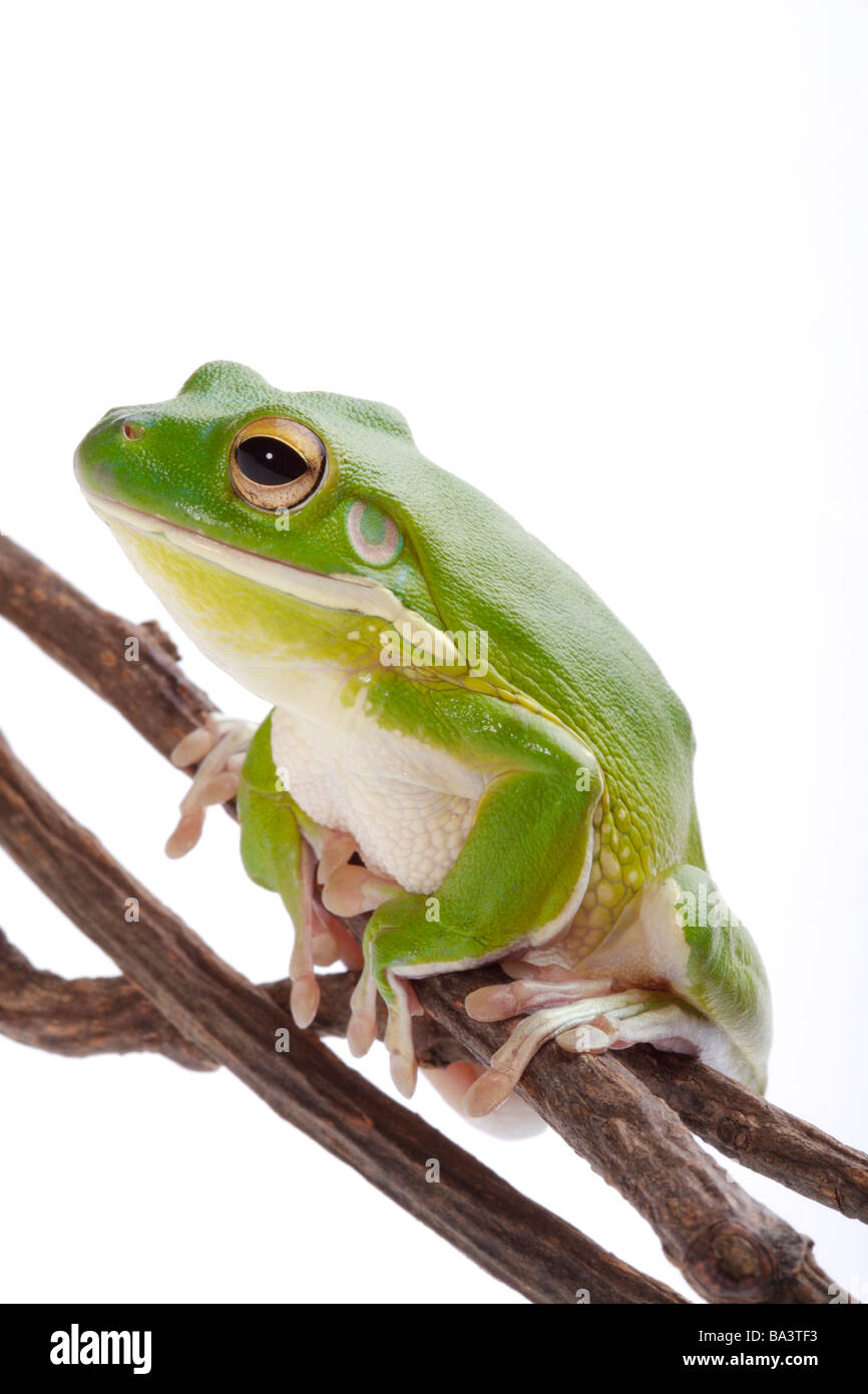 Frog on branch close up Stock Photo - Alamy
