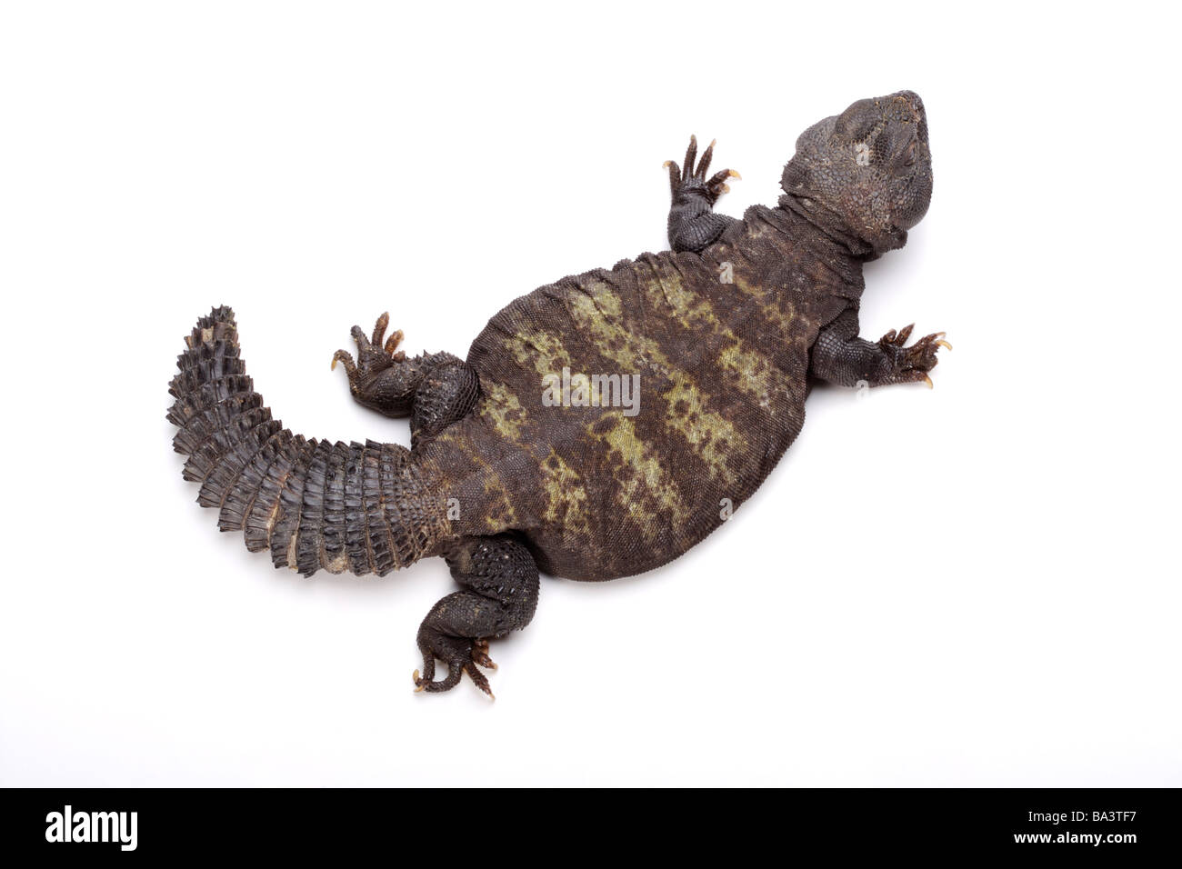 Lizard horizontal Cut Out Stock Images & Pictures - Alamy