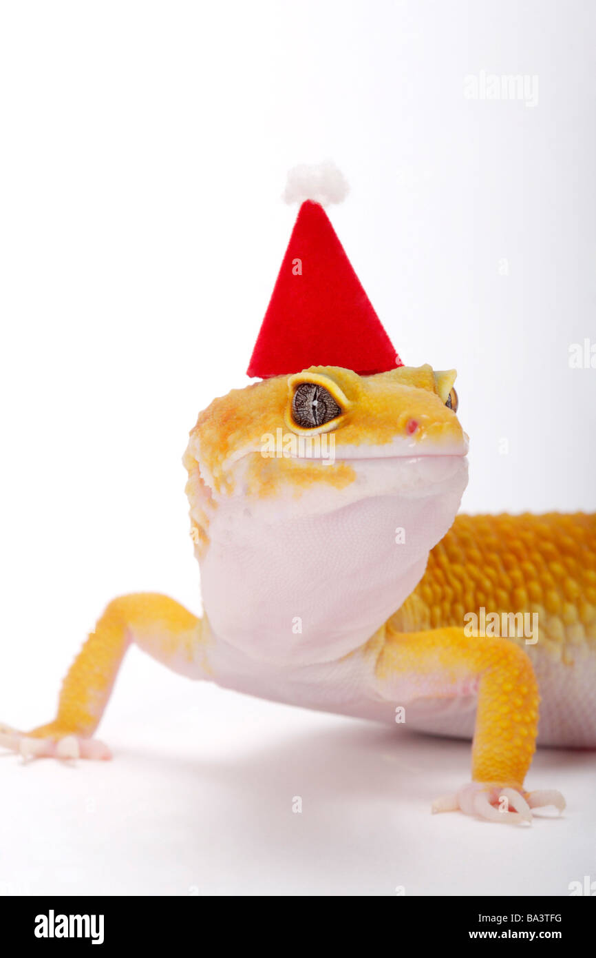 Leopard Gecko in party hat against white background close up Stock ...