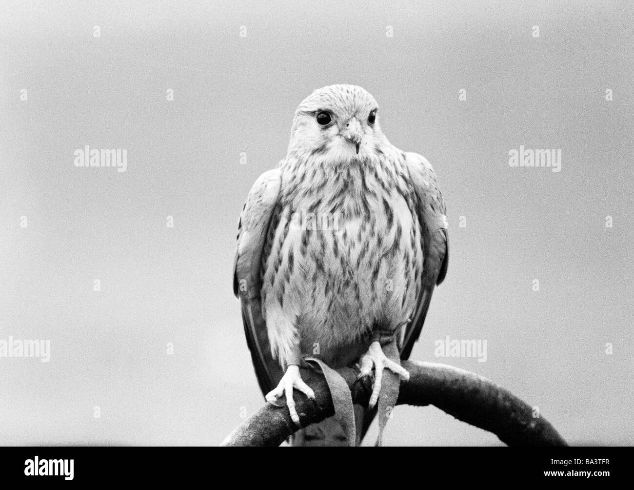 Eigentliche falken hi-res stock photography and images - Alamy