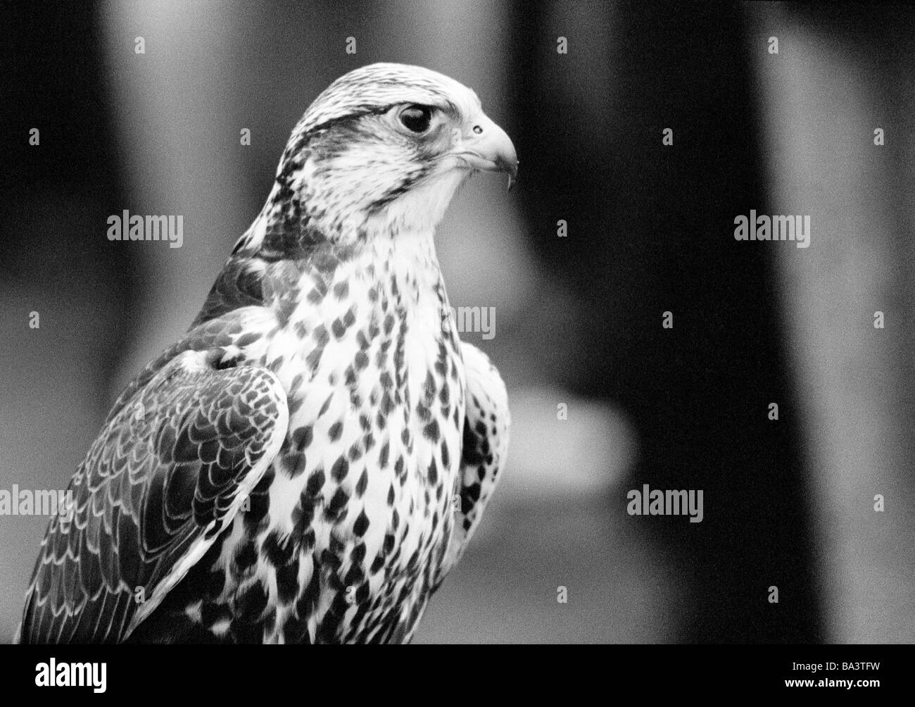 Eigentliche falken hi-res stock photography and images - Alamy