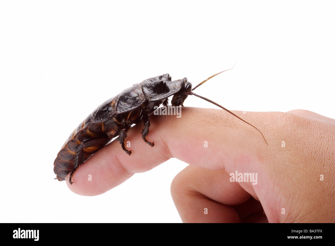 Human cockroach hi-res stock photography and images - Alamy