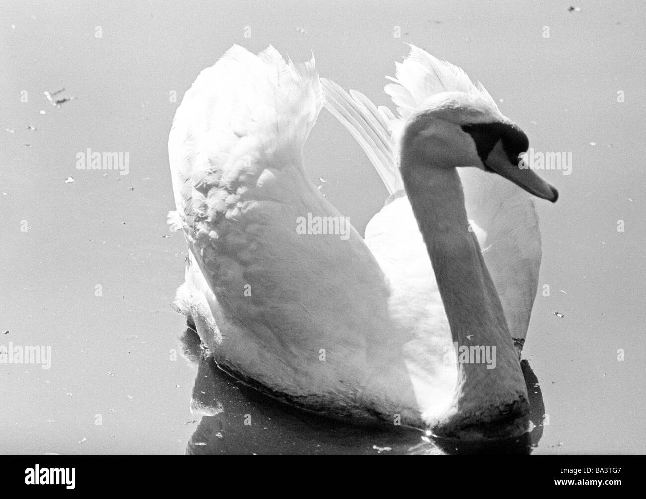 Hoeckerschwan familie hi-res stock photography and images - Alamy