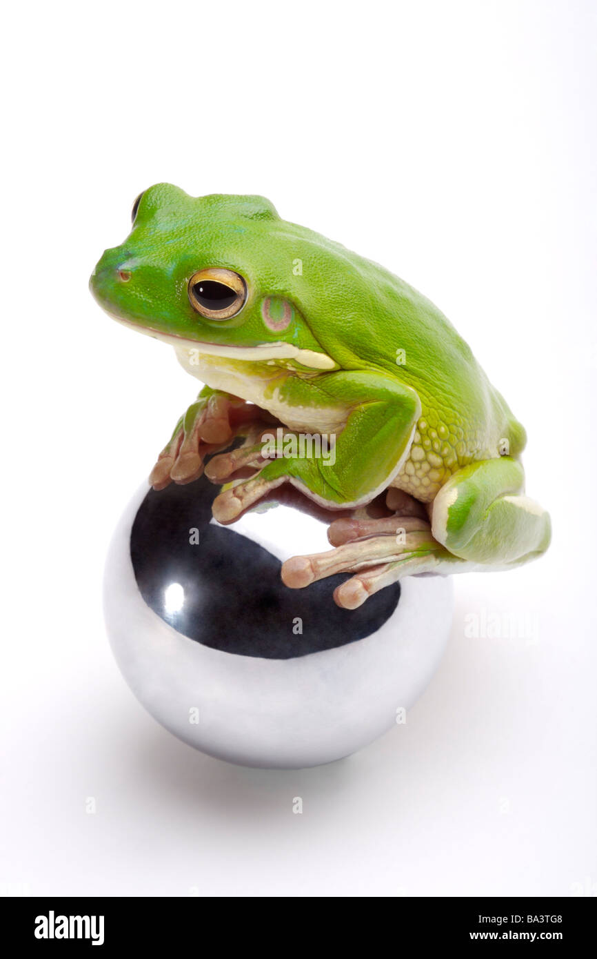 Metal frog hi-res stock photography and images - Alamy