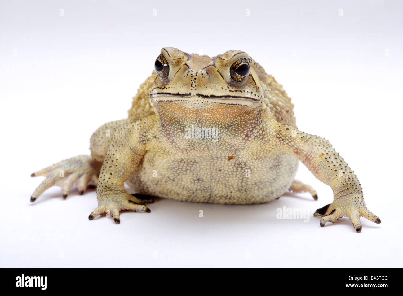 Toad Bufo Melanostictus against white background close up Stock Photo ...