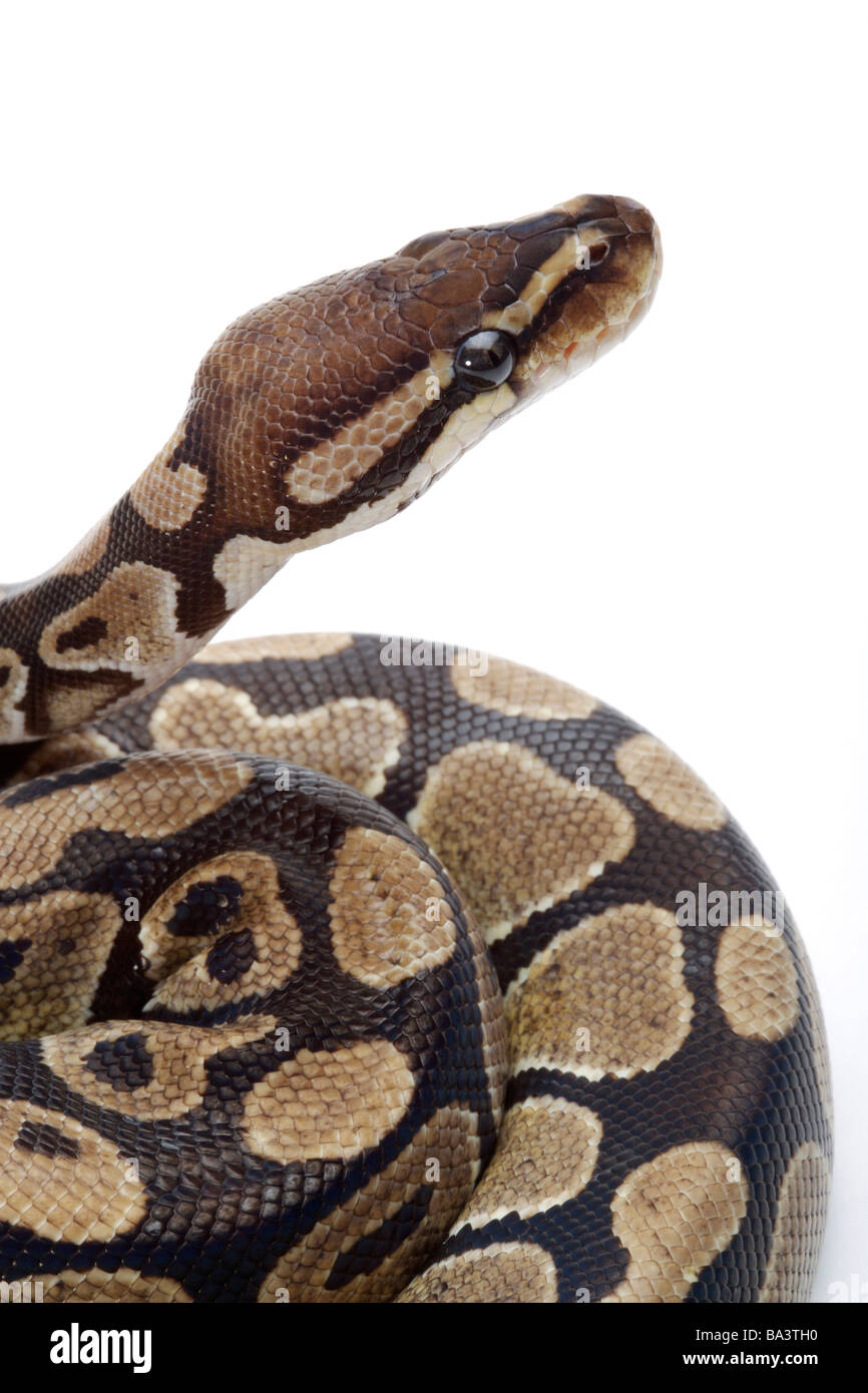Python against white background close up Stock Photo - Alamy