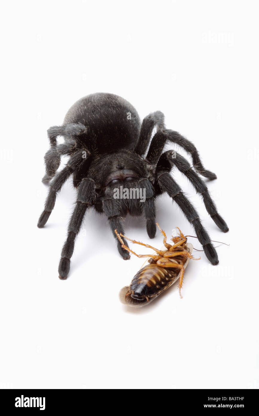 Tarantula spider and cockroach Stock Photo - Alamy