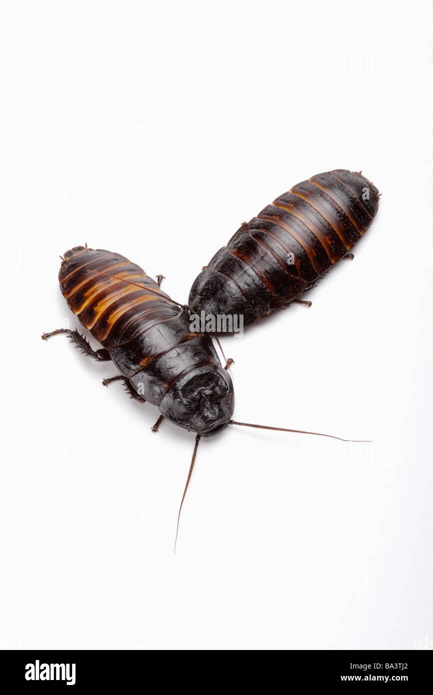 Two cockroaches against white background Stock Photo - Alamy
