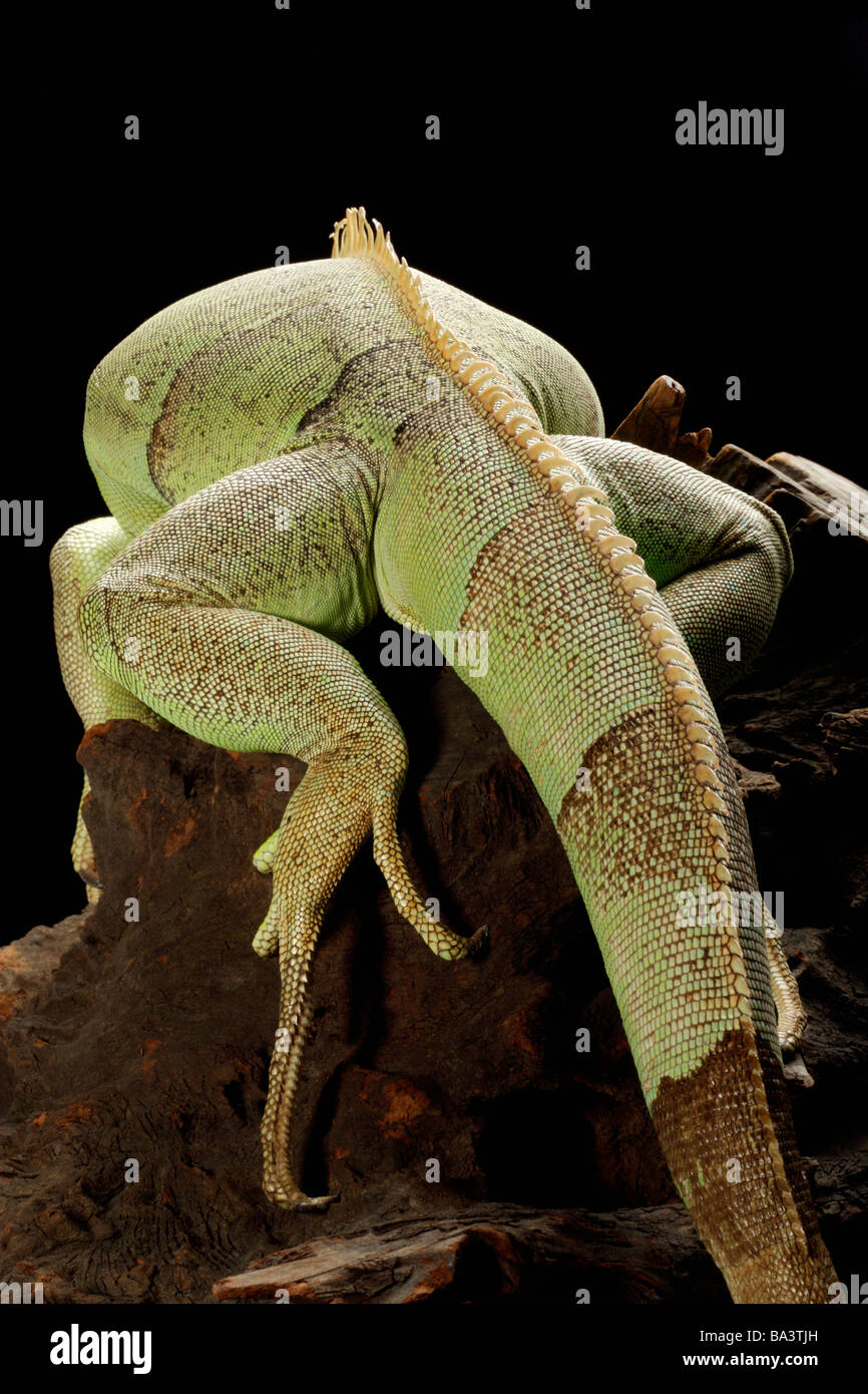 Lizard on rock rear view Stock Photo - Alamy