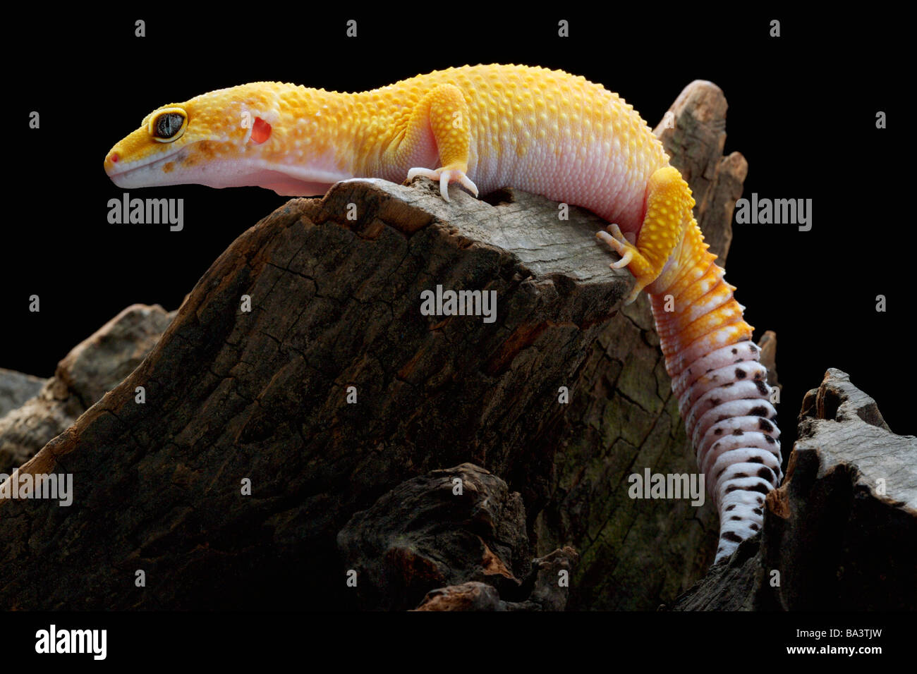 Standing day gecko hi-res stock photography and images - Alamy