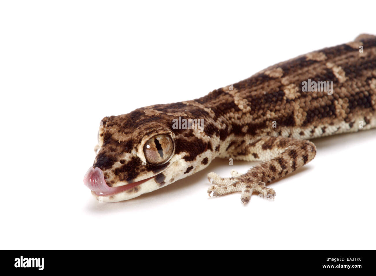 Carrot tail Viper Gecko against white background Stock Photo - Alamy