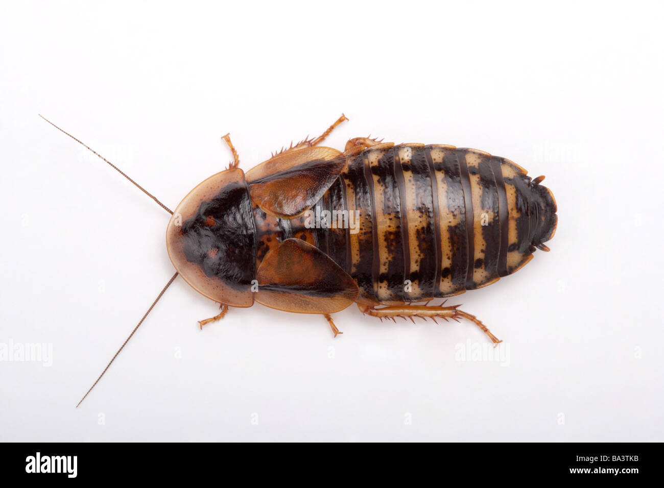Cockroach Guyana Orange Spotted Roach close up overhead view Stock ...