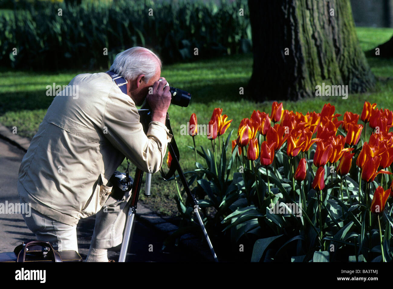 Spring is when the bulb flowers bloom in Holland. Visitor photographs ...