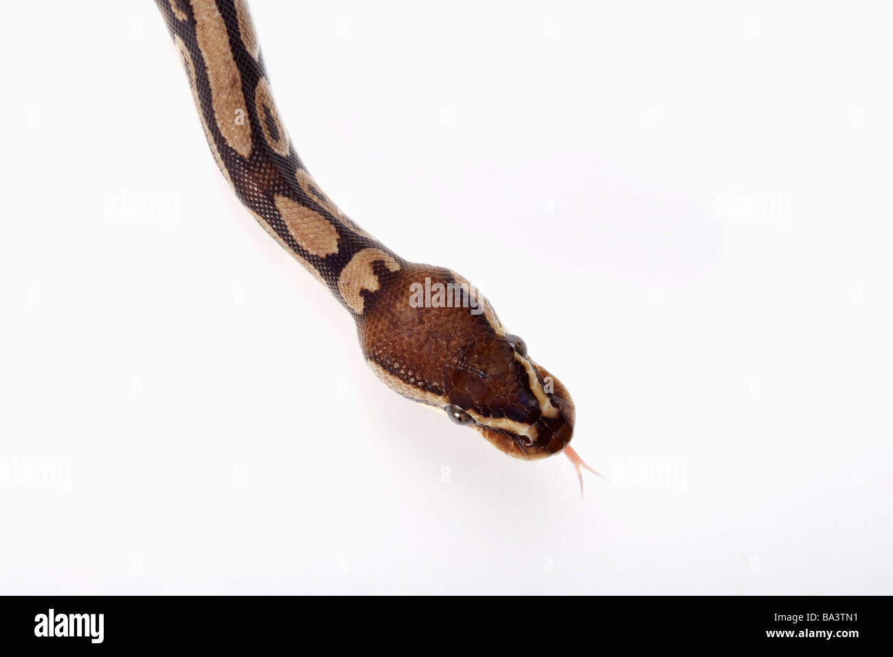 Python against white background close up Stock Photo - Alamy