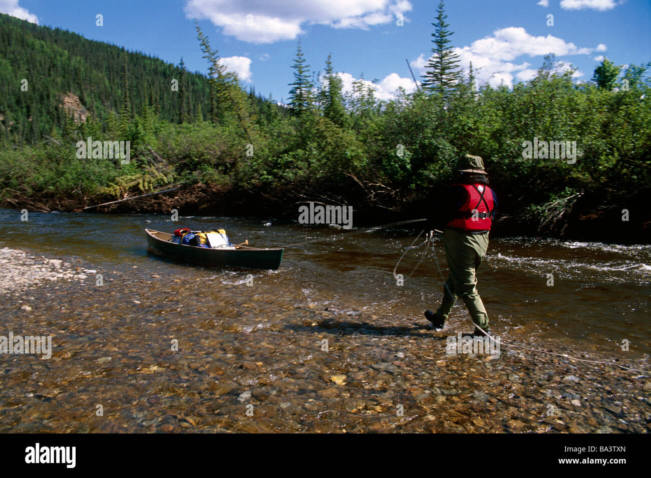 Alaska summer birch forest hi-res stock photography and images - Alamy